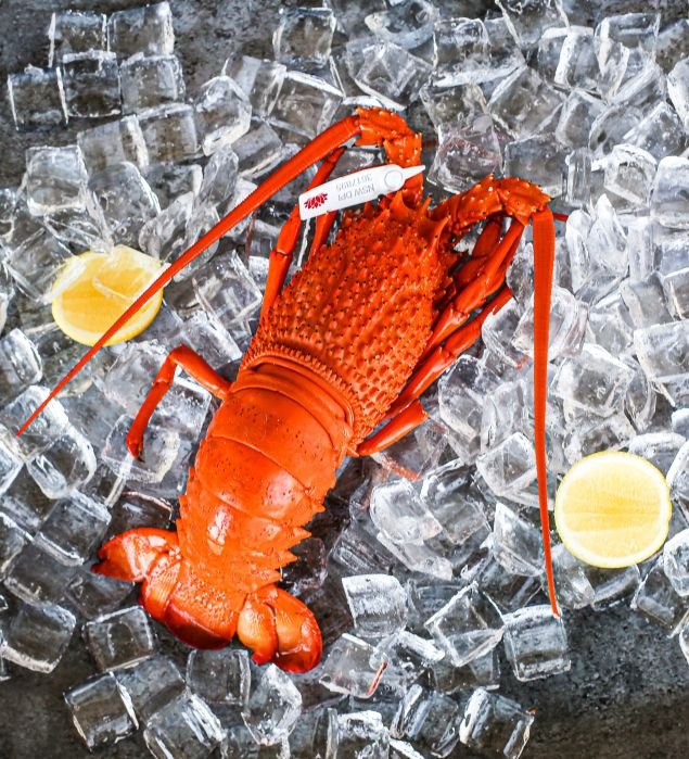 Crustaceans (CHRISTMAS)